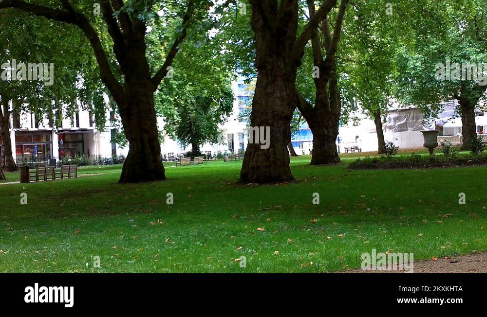 English oak trees Stock Videos & Footage - HD and 4K Video Clips - Alamy