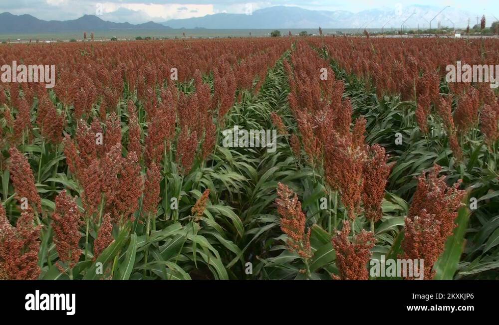 Grain sorghum Stock Videos & Footage - HD and 4K Video Clips - Alamy