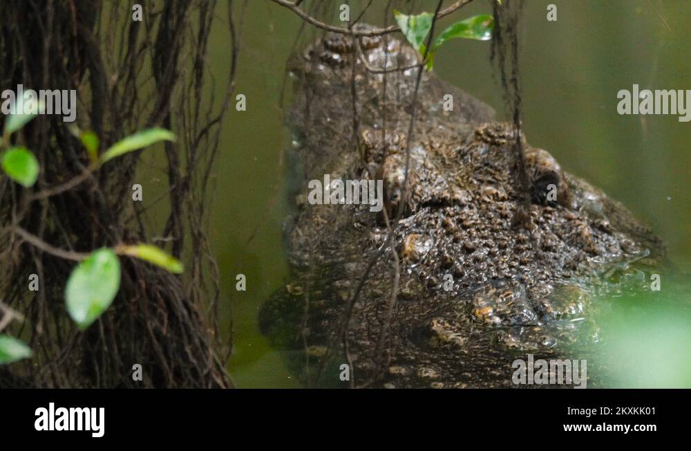 Big croc Stock Videos & Footage - HD and 4K Video Clips - Alamy