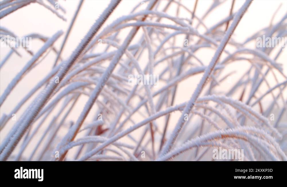 Marco grass Stock Videos & Footage - HD and 4K Video Clips - Alamy