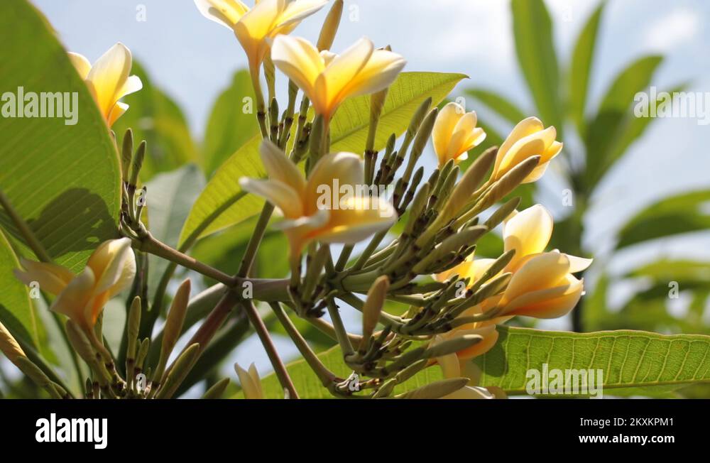 Close up of plumeria frangipani tree in the balinese garden. Tropical ...