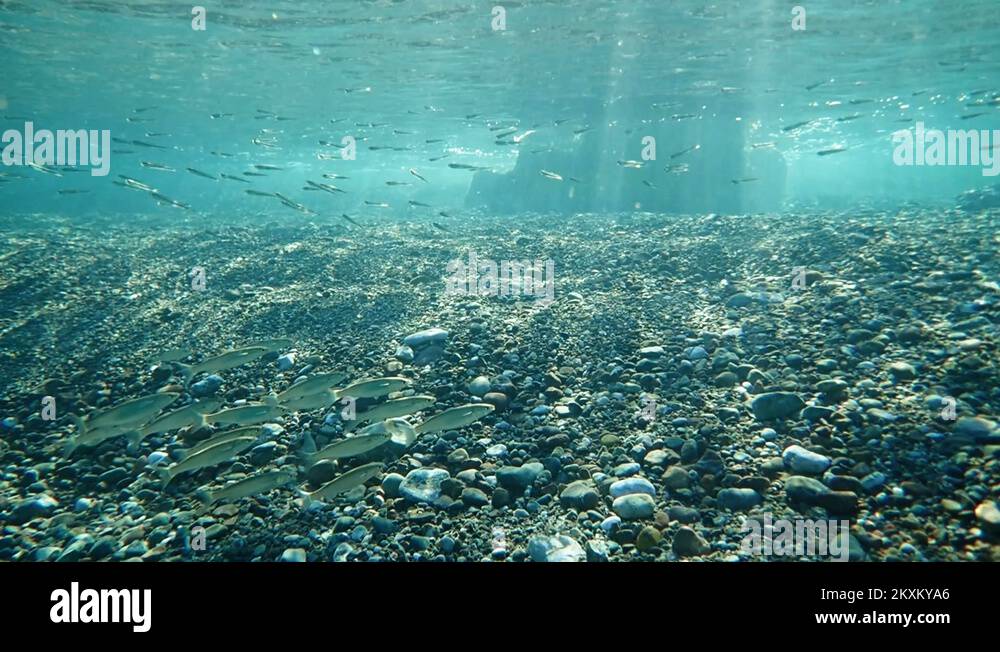 Fish finding Stock Videos & Footage - HD and 4K Video Clips - Alamy