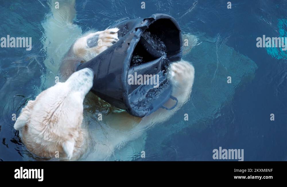 White polar bear floating in water and playing with toy into zoo aviary ...