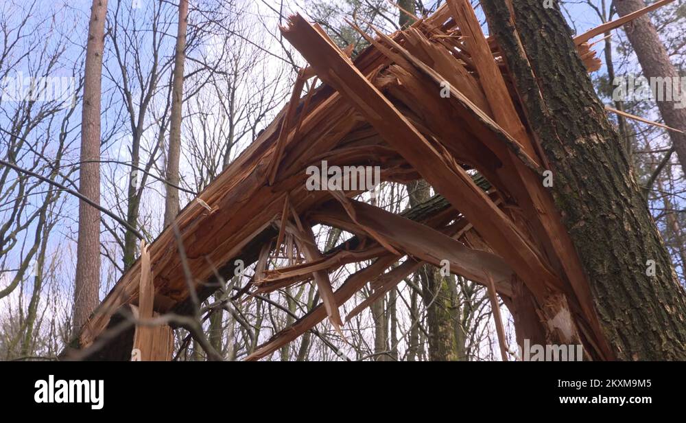 Shatteredtree Stock Videos & Footage - HD and 4K Video Clips - Alamy