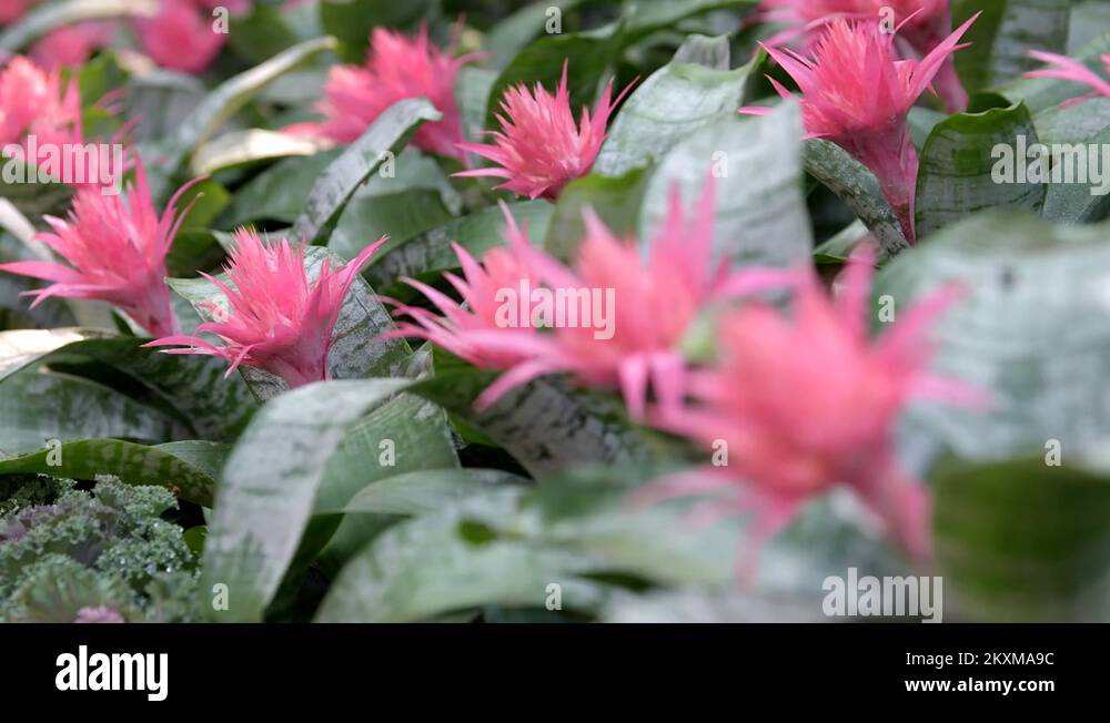 Pink bromeliad flower aechmea fasciata Stock Videos & Footage - HD and ...
