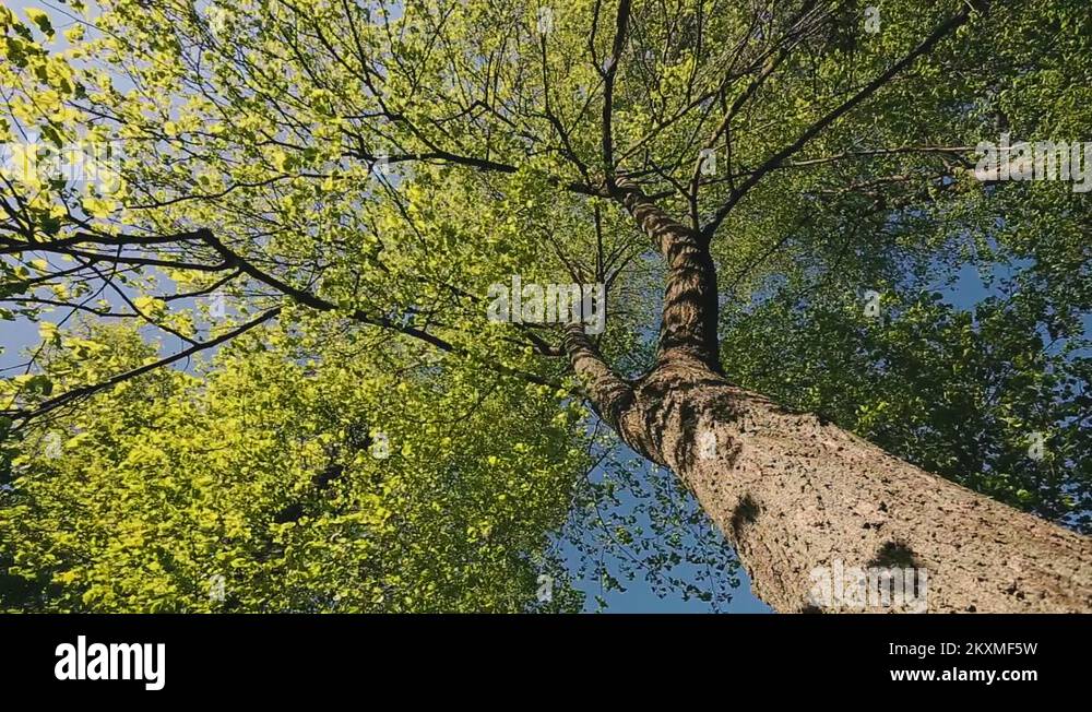 Spring canopy tall tree Stock Videos & Footage - HD and 4K Video Clips ...