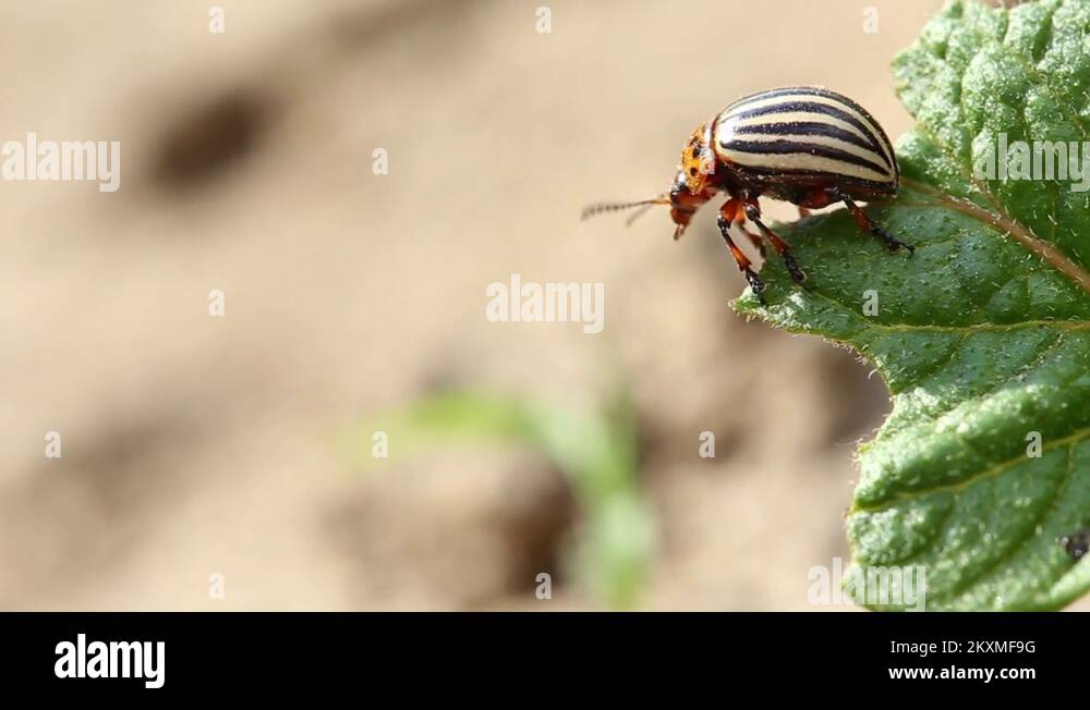 Colorado beetle leptinotarsa decemlineata on potato plant Stock Videos ...