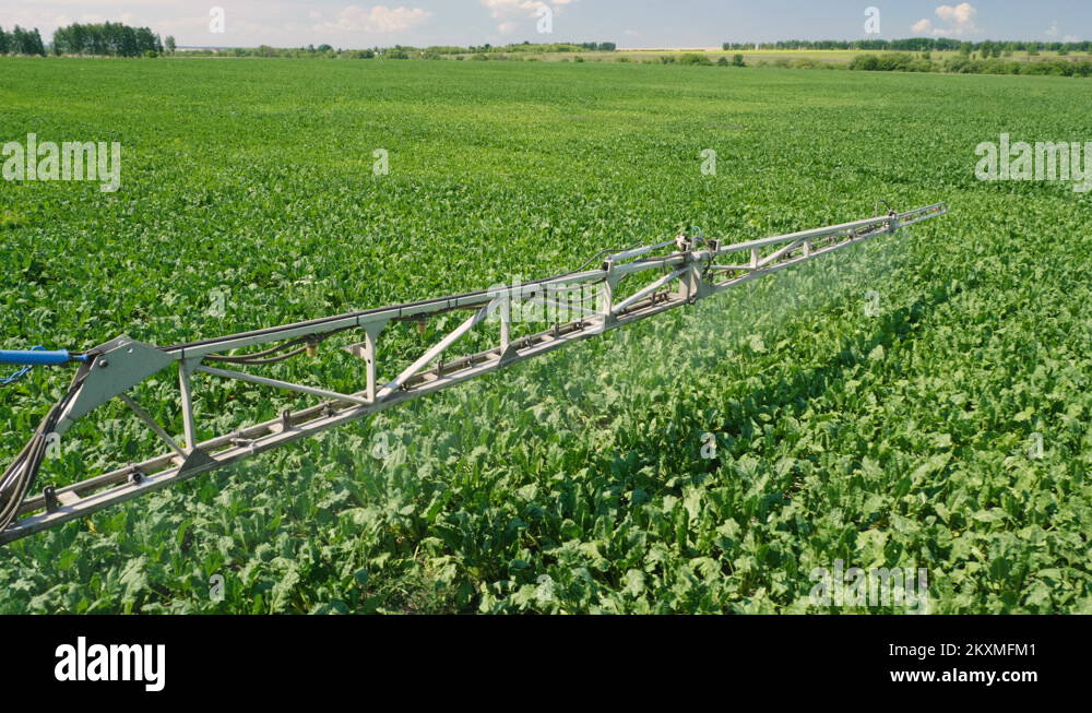 Tractor spraying ripening plants of sugar beet from pests, insects ...