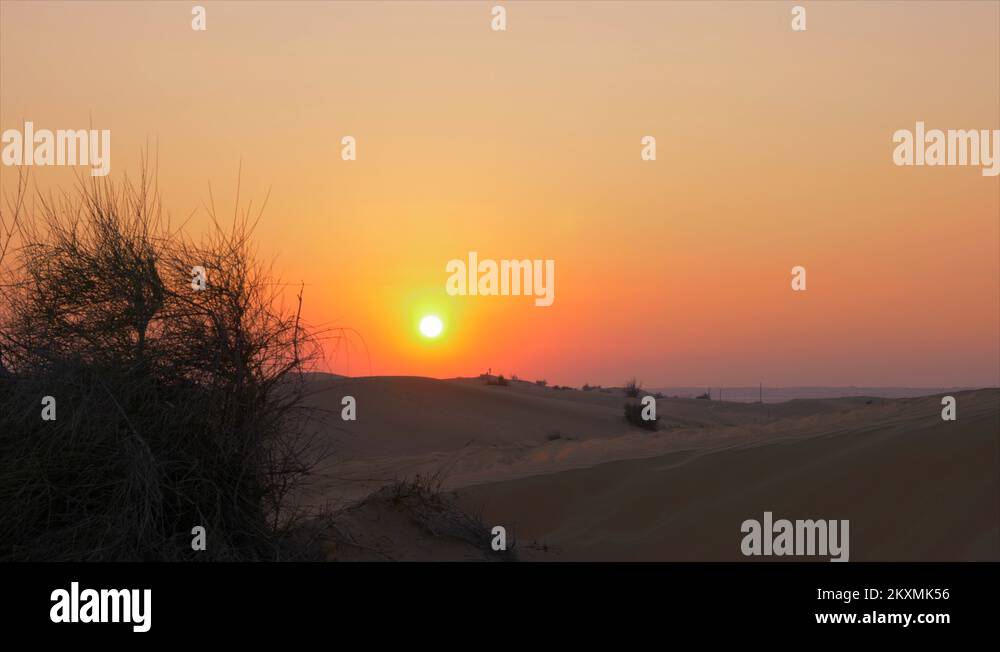 Wild desert plants Stock Videos & Footage - HD and 4K Video Clips - Alamy