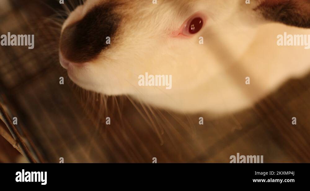 White bunny inside cage in 4K. Domesticated rabbit inside organic farm ...