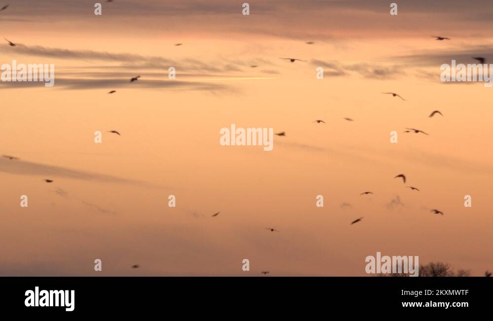Crows flying sunset Stock Videos & Footage - HD and 4K Video Clips - Alamy