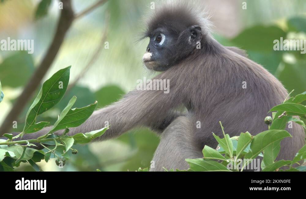 Wildlife haplorhini Stock Videos & Footage - HD and 4K Video Clips - Alamy