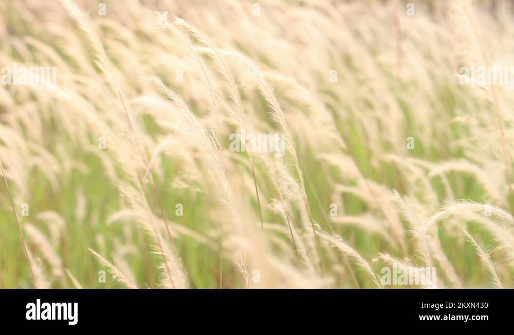 Thatched flower field background Stock Video Footage - Alamy