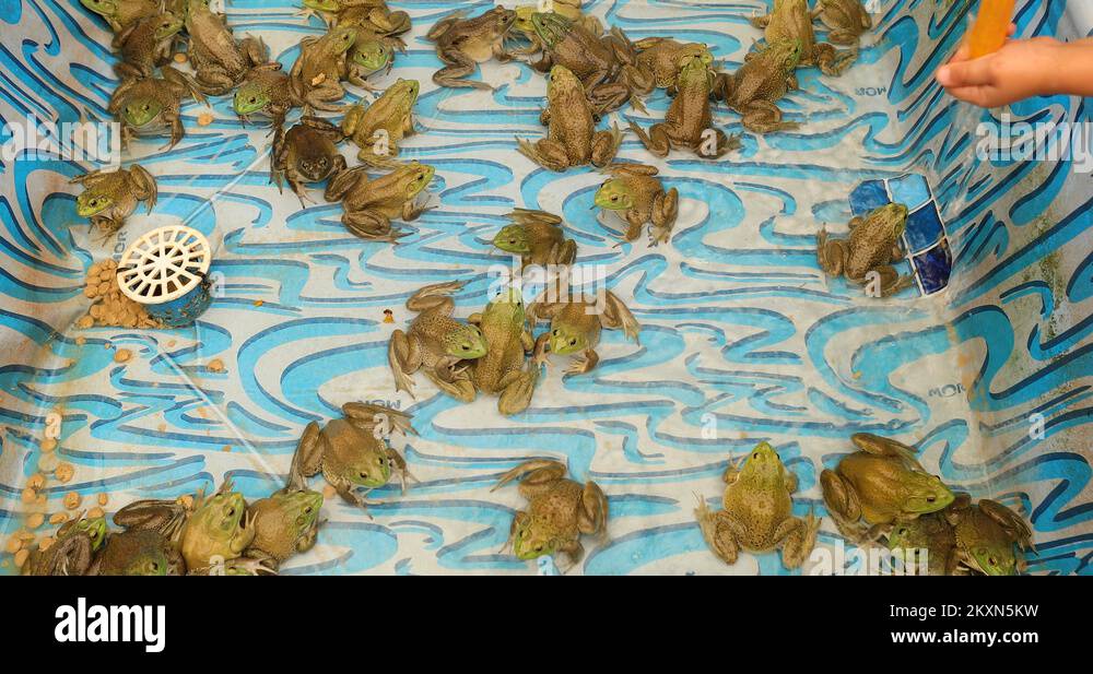 Frogs inside pond in 4K Stock Video Footage - Alamy