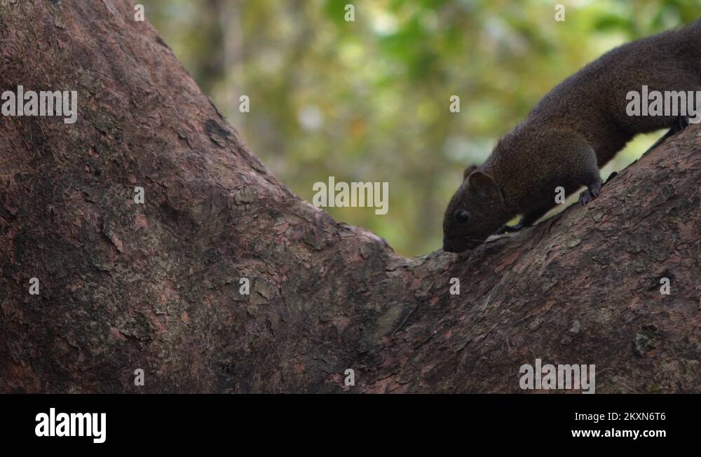 Red squirrels of china Stock Videos & Footage - HD and 4K Video Clips ...