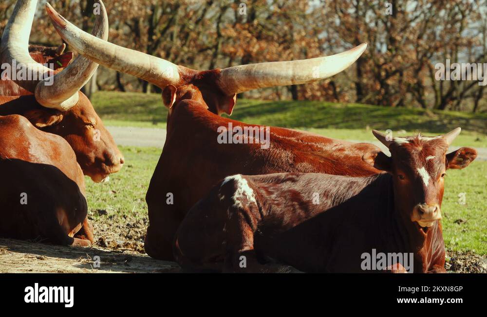 Ruminant herbivore Stock Videos & Footage - HD and 4K Video Clips - Alamy