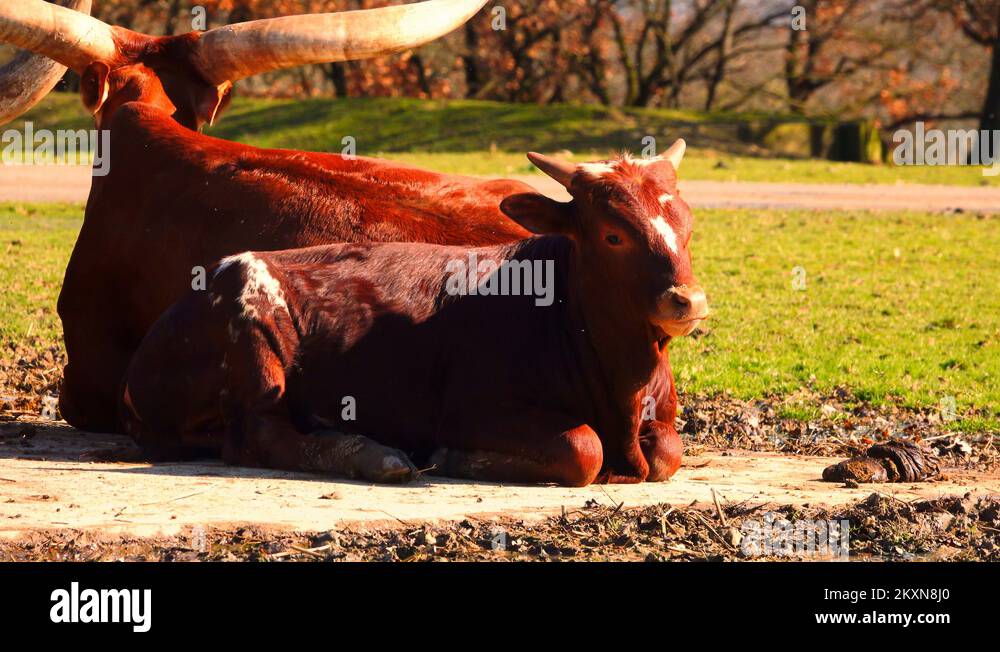 Sacred bull horns Stock Videos & Footage - HD and 4K Video Clips - Alamy