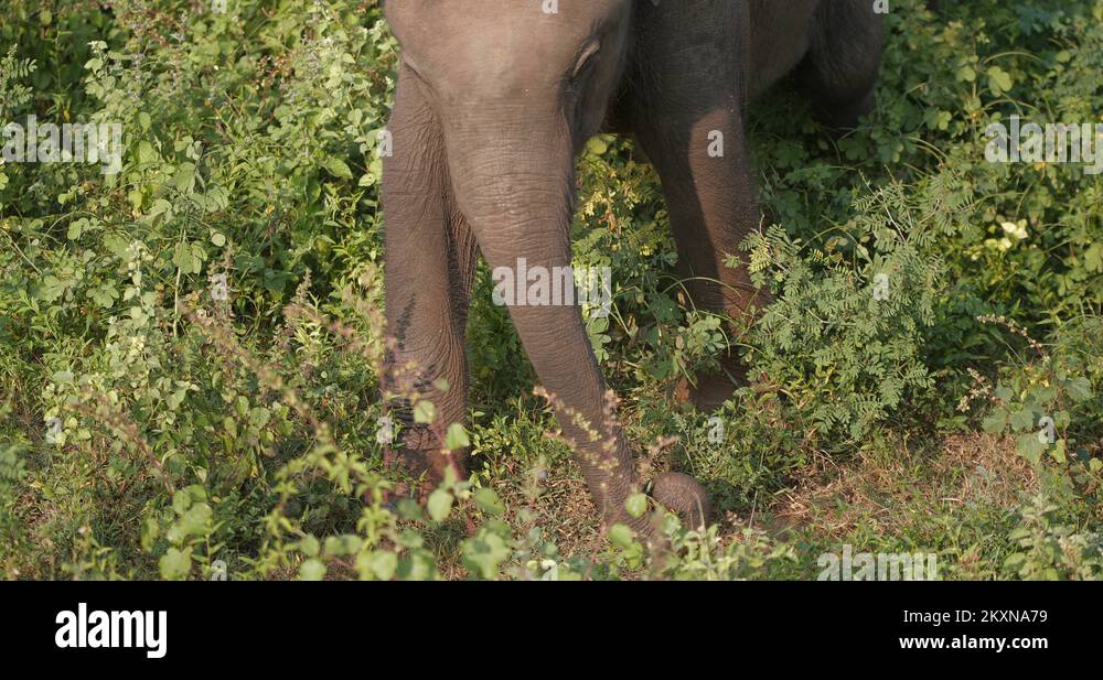 A group of Ceylon elephants in the forest in Sri Lanka Stock Video ...