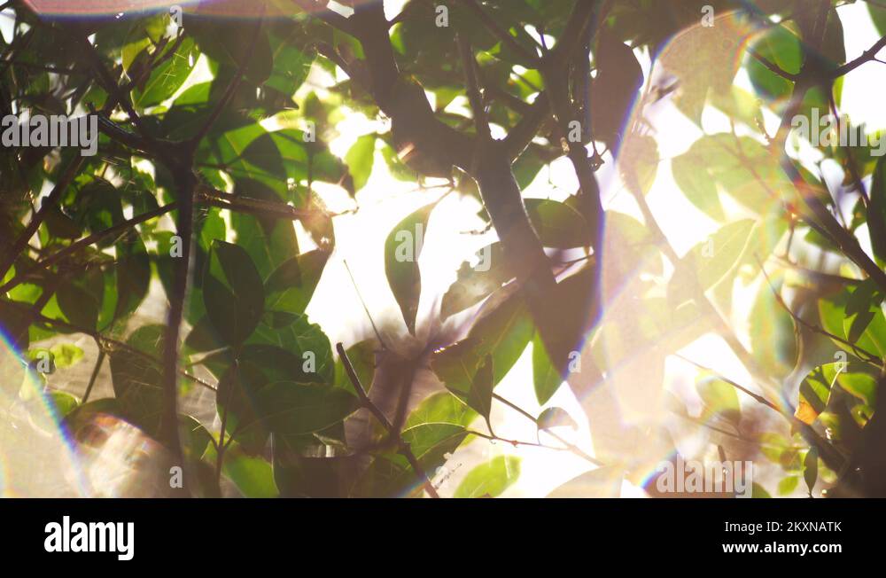 Wet tree Stock Videos & Footage - HD and 4K Video Clips - Alamy