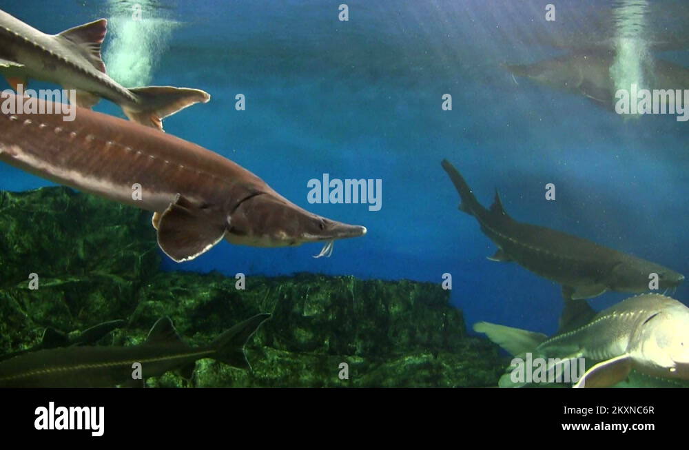 Sturgeon Stock Videos & Footage - HD and 4K Video Clips - Alamy