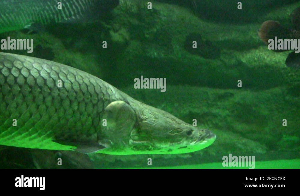 Arapaima Stock Videos & Footage - HD and 4K Video Clips - Alamy