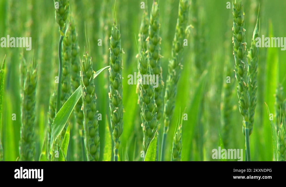 Wheat flower Stock Videos & Footage - HD and 4K Video Clips - Alamy