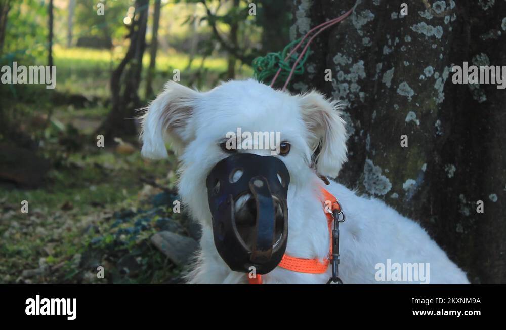 Cute Maltipoo dog with leather dog muzzle to prevent damage after ...