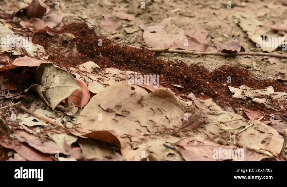 Raiding Stock Videos & Footage - HD and 4K Video Clips - Alamy