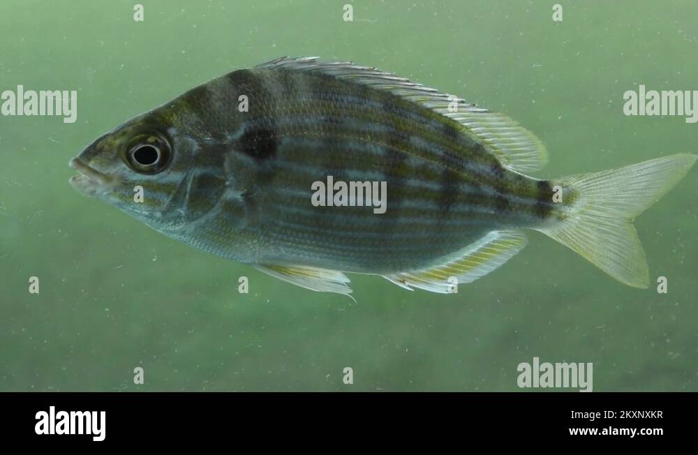 Pinfish Stock Videos & Footage - HD and 4K Video Clips - Alamy