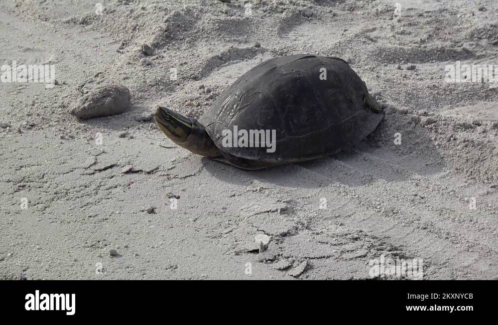 Reptile of malaysia Stock Videos & Footage - HD and 4K Video Clips - Alamy