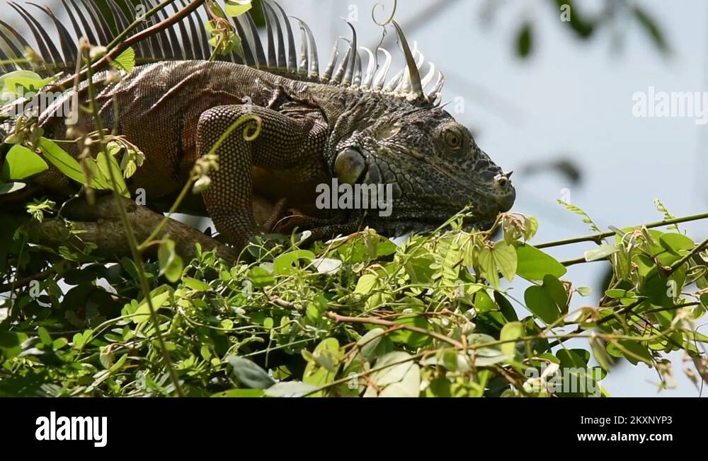 Iguana in tree Stock Videos & Footage - HD and 4K Video Clips - Alamy