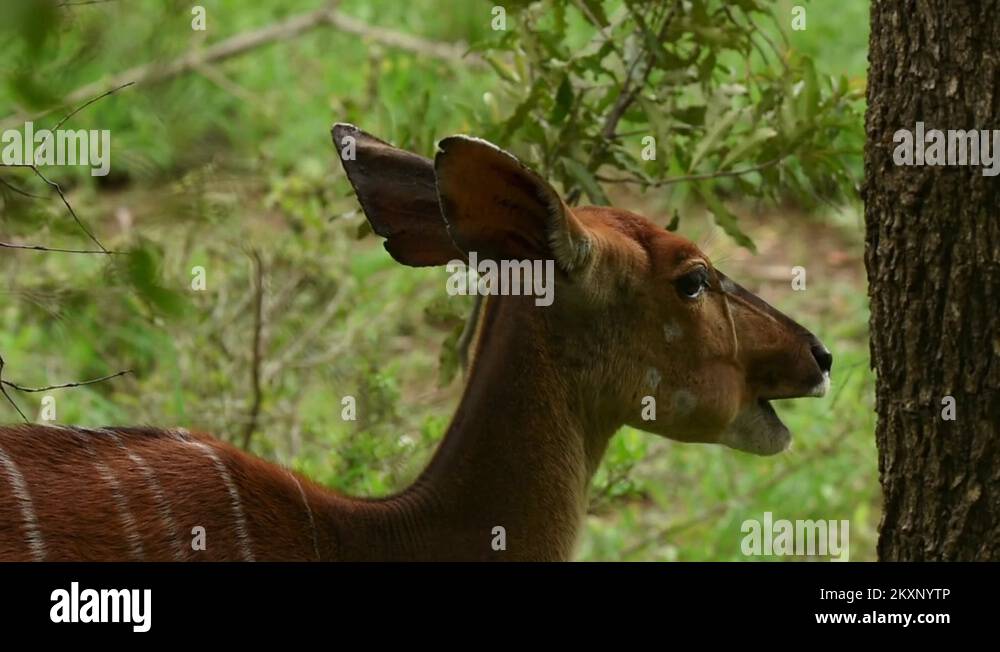 Nyala female chewing cud Stock Video Footage - Alamy