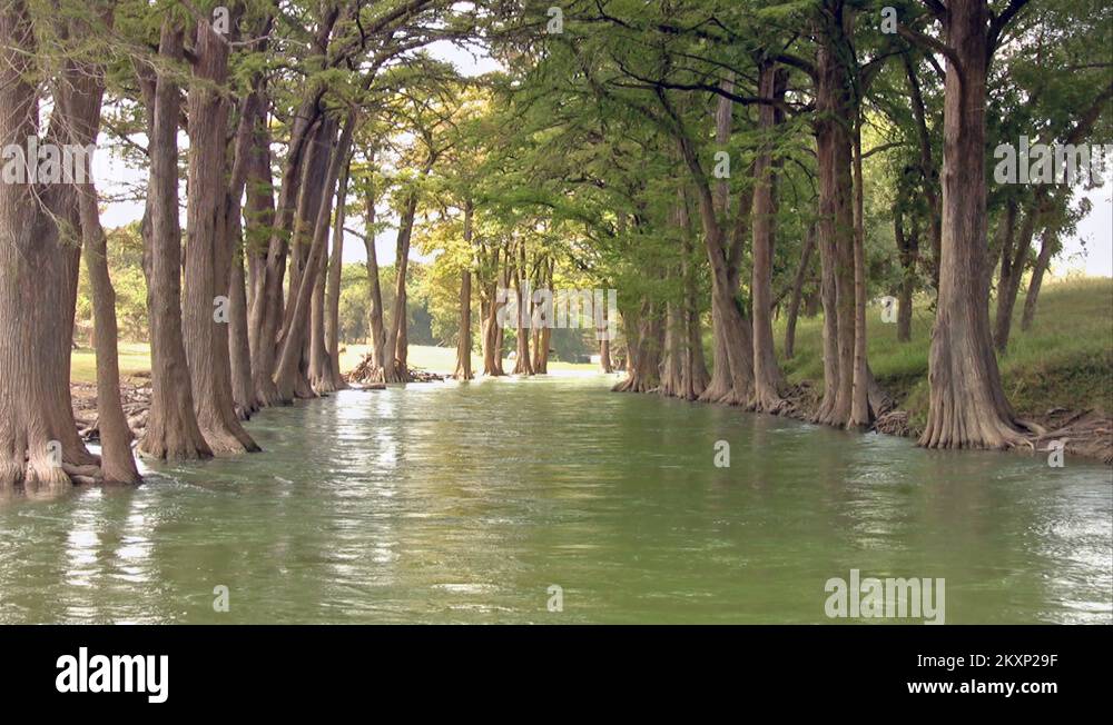 Texas cypress tree Stock Videos & Footage - HD and 4K Video Clips - Alamy