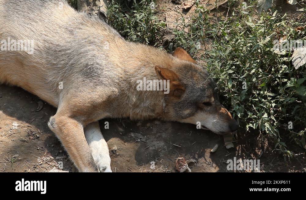 Gray wolf herd wolves in Stock Videos & Footage - HD and 4K Video Clips ...