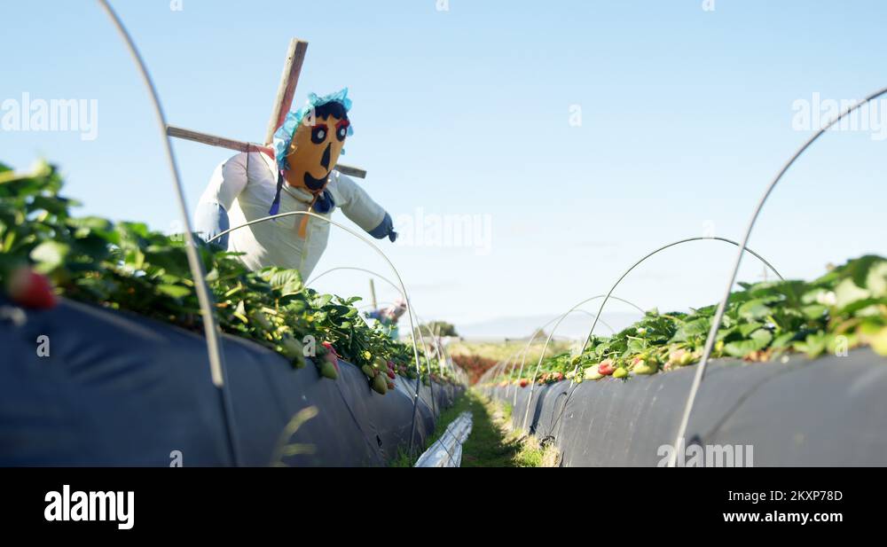 Scarecrow in farm Stock Videos & Footage - HD and 4K Video Clips - Alamy