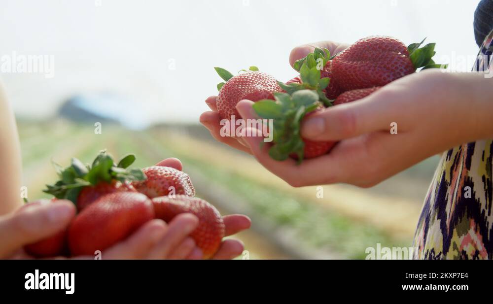 Girls holding strawberries in the farm 4k Stock Video Footage - Alamy