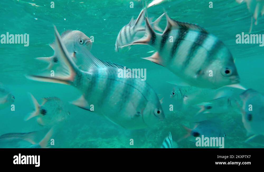 Banded fish Stock Videos & Footage - HD and 4K Video Clips - Alamy