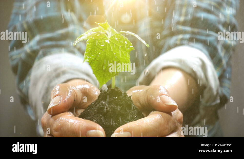 Handful of Soil with Young Plant Growing. Concept and symbol of growth ...