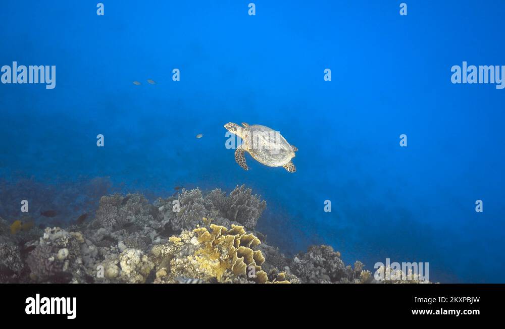 Hawksbill sea turtle swimming in the Red sea near the colorful coral ...