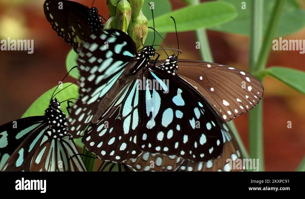 Monarch butterfly forest Stock Videos & Footage - HD and 4K Video Clips ...