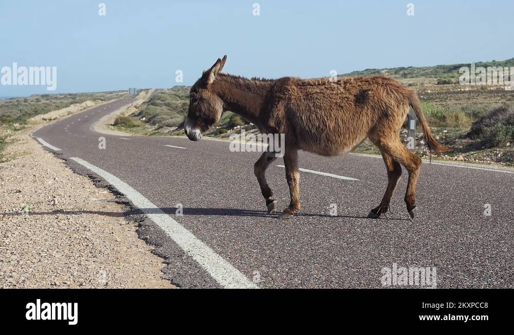 Donkey road Stock Videos & Footage - HD and 4K Video Clips - Alamy