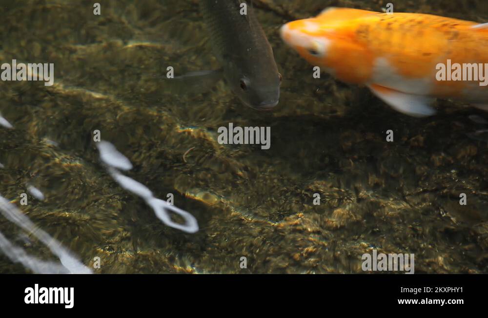 Brocaded Carp, Koi Fish Feeding in a Pond, Nishikigoi, Ornamental Varieties Stock Video Footage ...