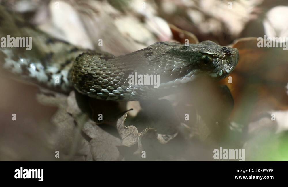 Asp viper vipera aspis Stock Videos & Footage - HD and 4K Video Clips ...