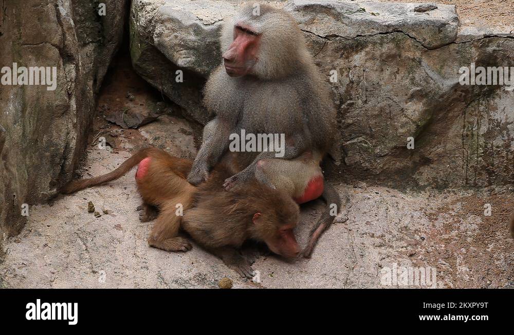 Cute Hamadryas Baboon Monkey, Part of a Sacred Baboon Monkeys Harem ...