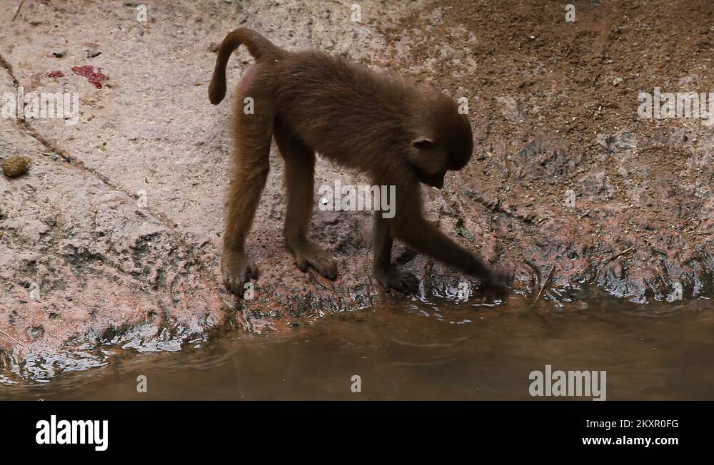Cute Hamadryas Baboon Monkey, Part of a Sacred Baboon Monkeys Harem ...