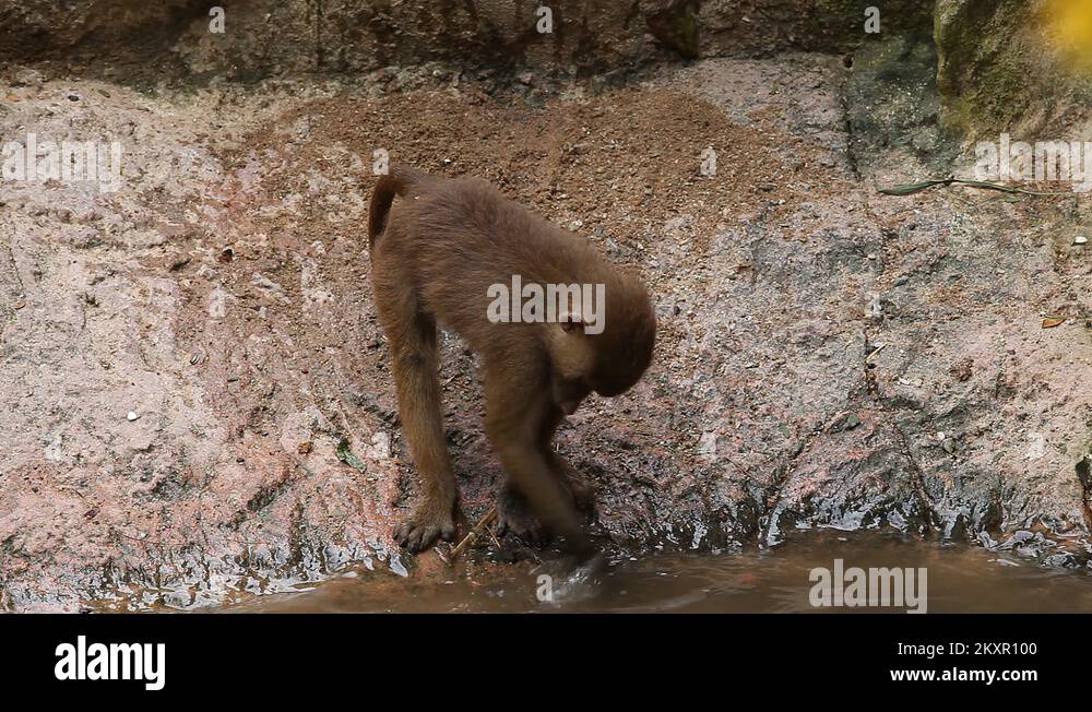 Cute Hamadryas Baboon Monkey, Part of a Sacred Baboon Monkeys Harem ...