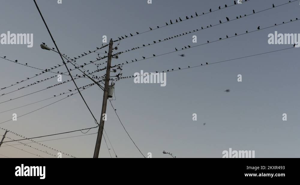 Birds sitting on power lines Stock Videos & Footage - HD and 4K Video ...