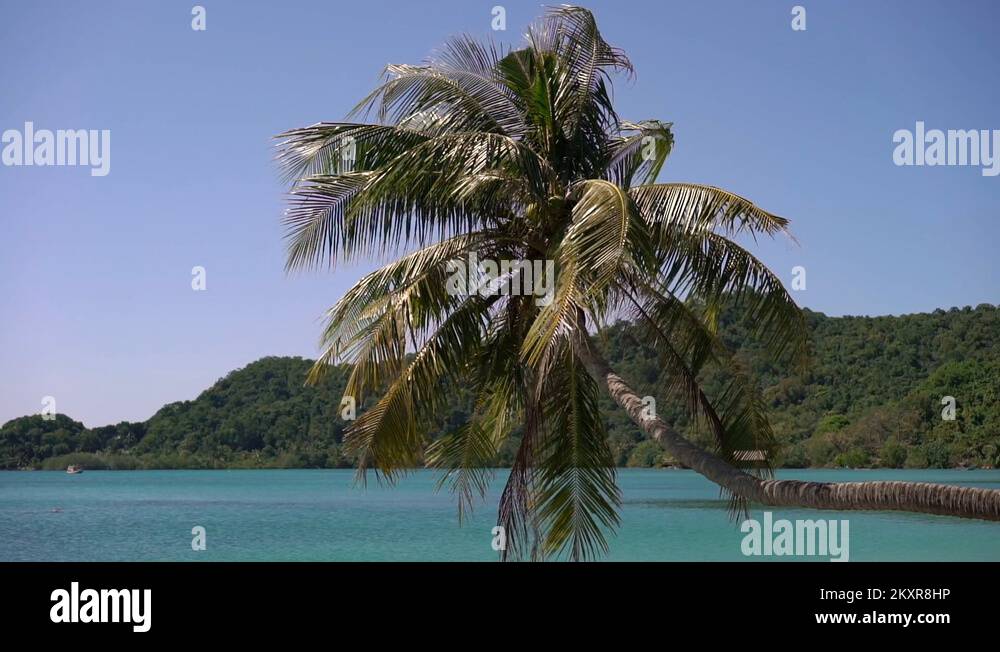 Coconuts palm tree Stock Videos & Footage - HD and 4K Video Clips - Alamy