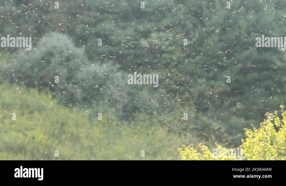 For bugs Stock Videos & Footage - HD and 4K Video Clips - Alamy