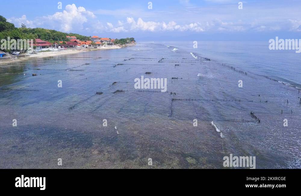 Sea Weed Farm Plantation. Aerial 4K. Nusa Penida Island, Bali ...